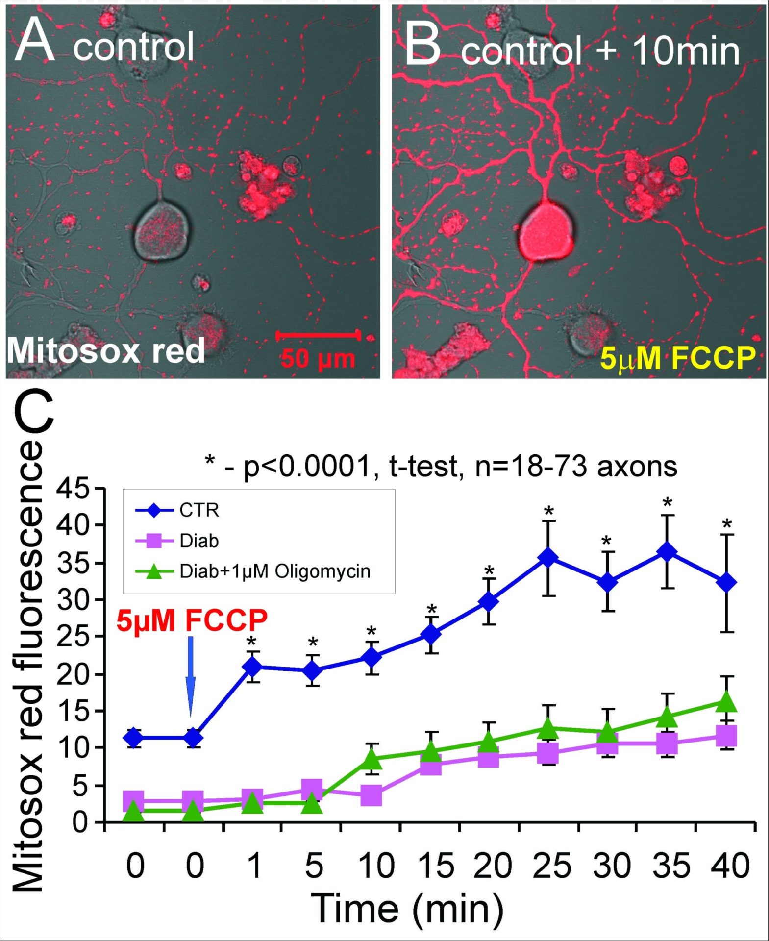 Diabetes induces aberrant mitochondrial physiology and phenotype in ...