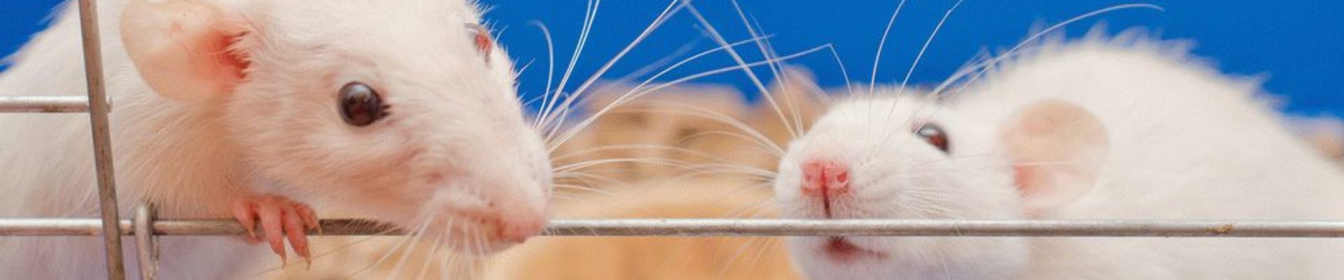 animal testing statement déclaration de l