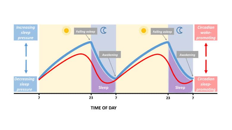 What makes a good night’s sleep? - The Physiological Society