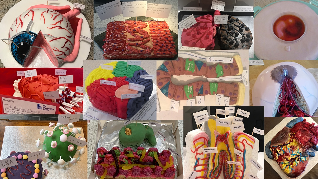 Physiology Friday highlights - The Physiological Society