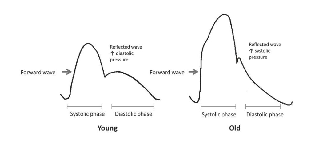 A man is as old as his arteries: a scientific journey of ageing and ...