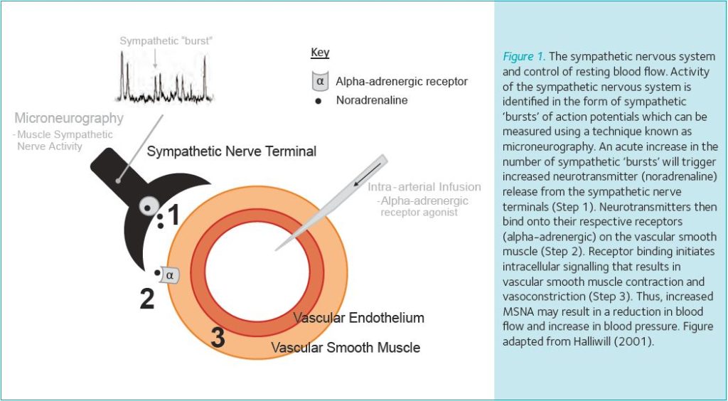 The sympathetic nervous system and control of resting blood flow in ...