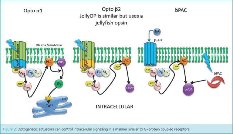 Optogenetics: An update - The Physiological Society