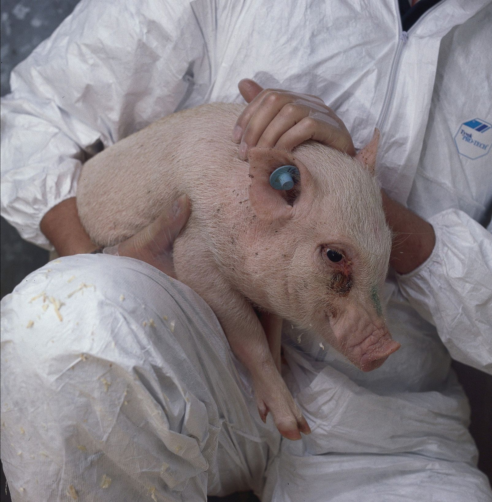 Current Ethical Issues In Animal Research 2023 