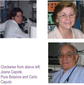 Calcium signalizing in developing mouse skeletal muscle fibres - The ...