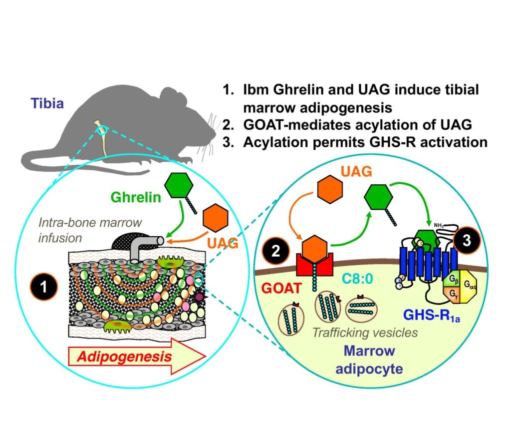 The bustling world of hormone dynamics - The Physiological Society