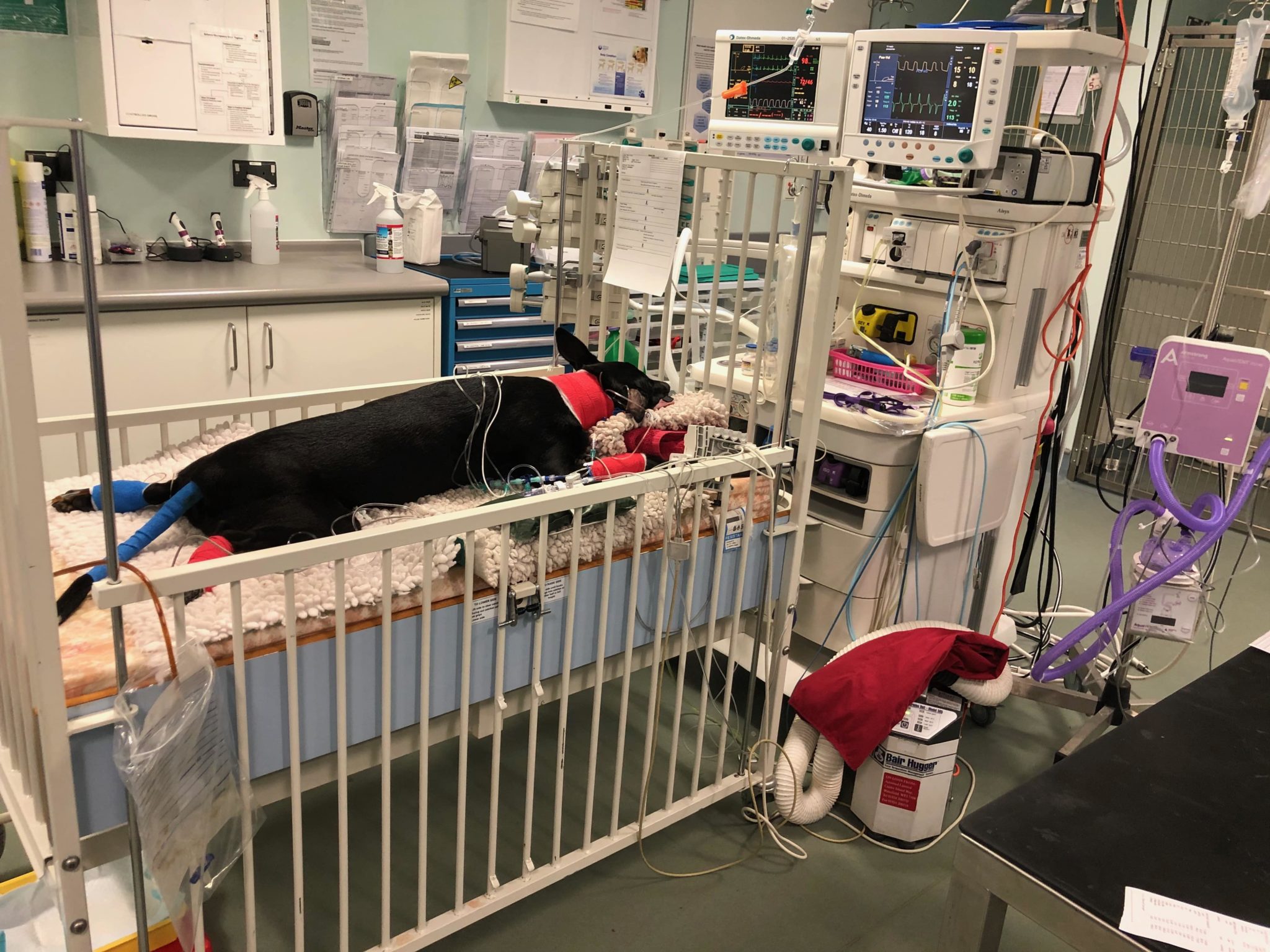 Ventilating the furry ICU patient: - The Physiological Society