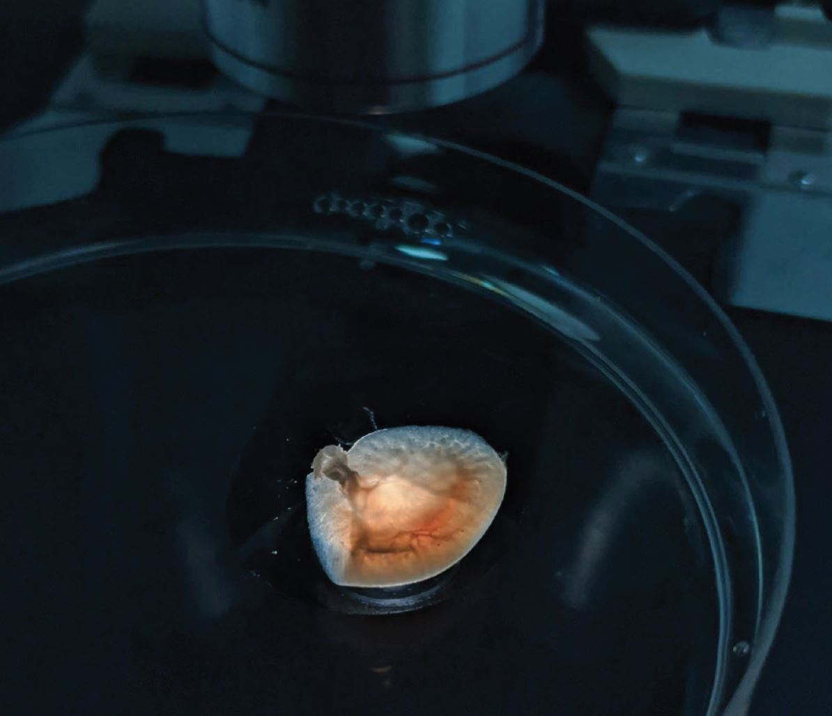 Lab profile: The Centre for Renal Tubular Physiology, University ...