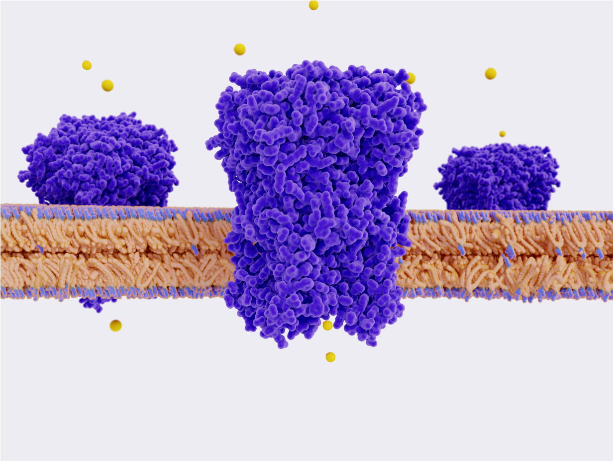 New Roles for Ion Channels and Transporters in Health and Disease - The ...
