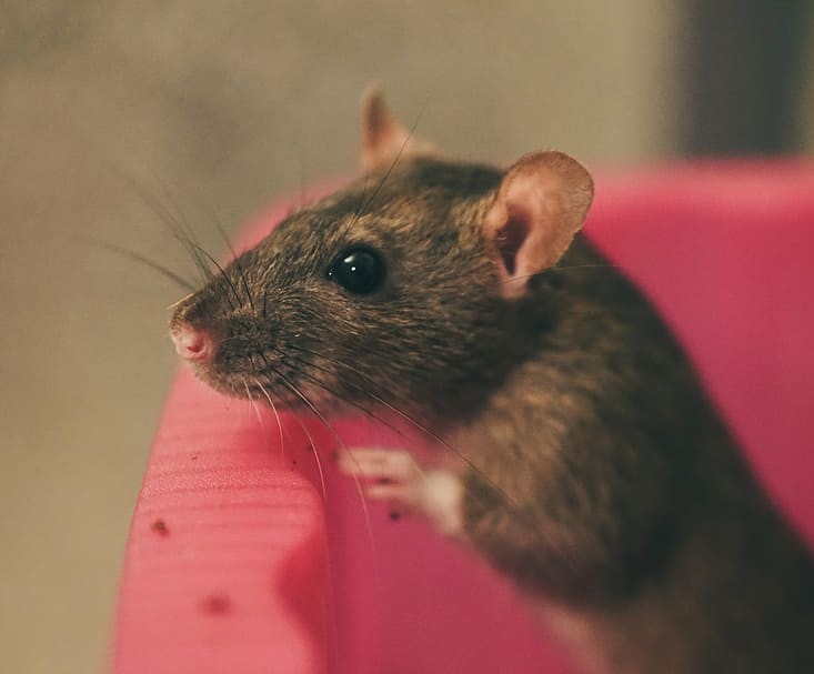 Daily 50% calorie restriction and intermittent fasting: Experimental ...