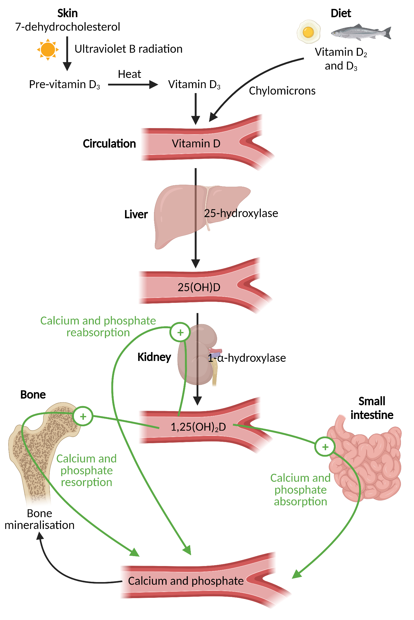 Vitamin D The Physiological Society