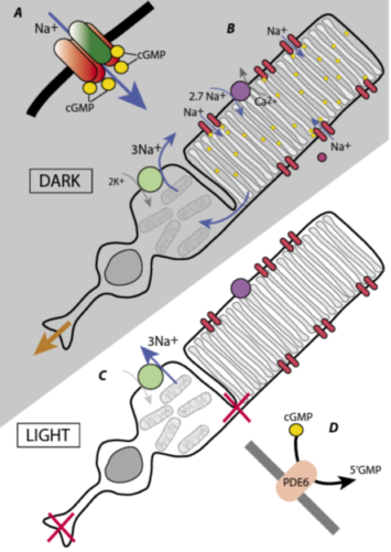 Phototransduction - The Physiological Society