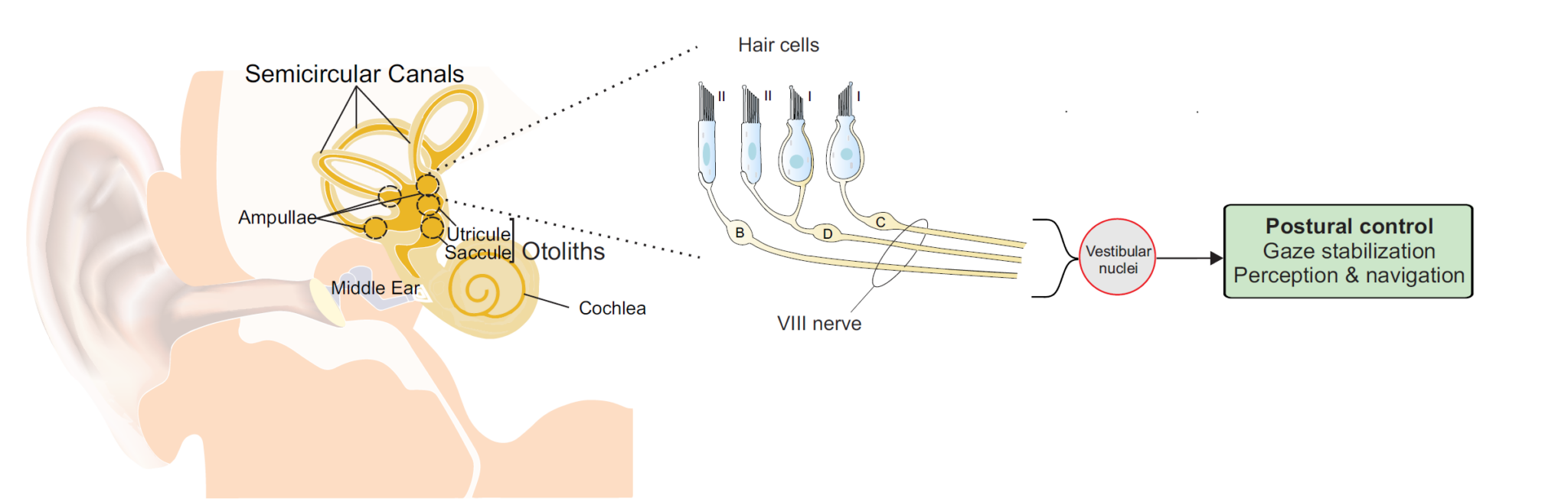The neuroscience of balance - The Physiological Society