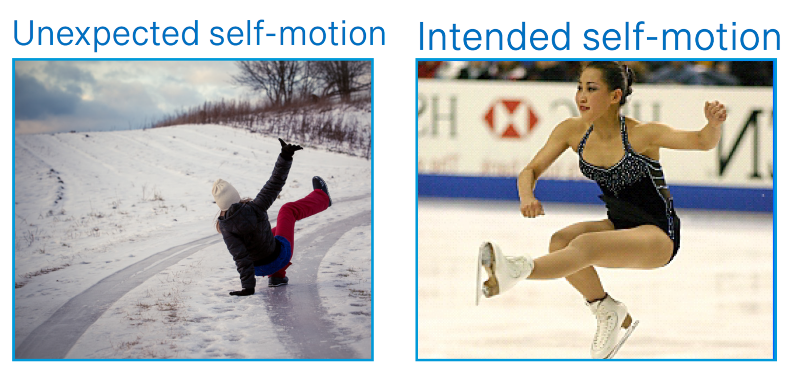 The neuroscience of balance - The Physiological Society