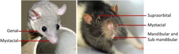 Why don’t we have whiskers? - The Physiological Society