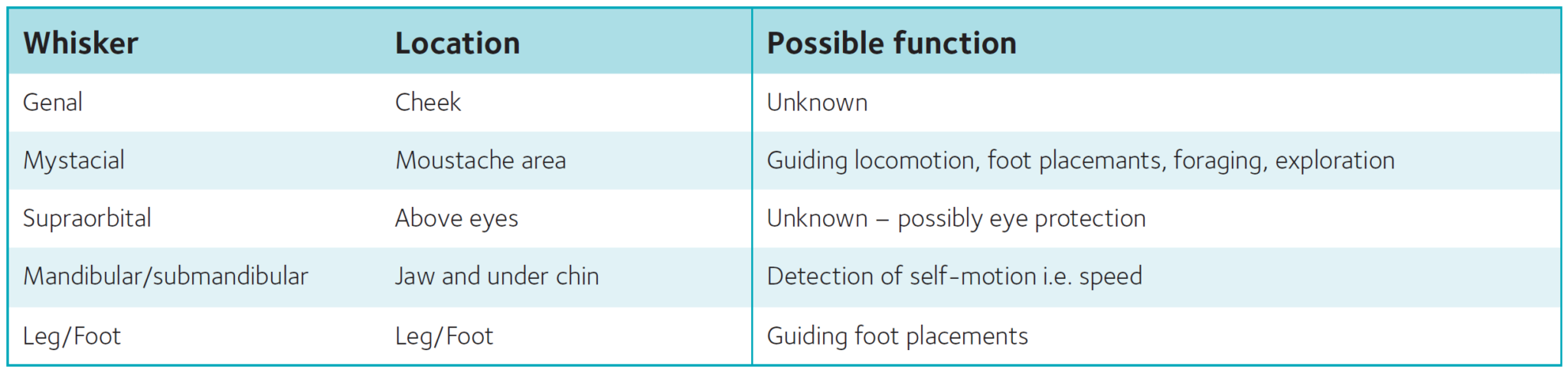 Why don’t we have whiskers? - The Physiological Society