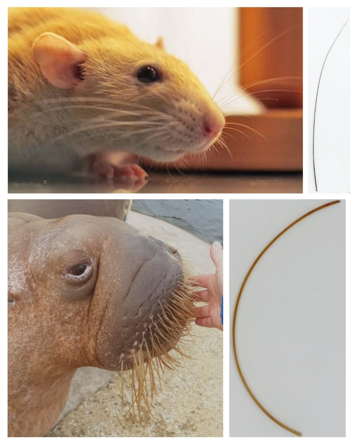 Why don’t we have whiskers? - The Physiological Society