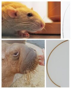 Why don’t we have whiskers? - The Physiological Society