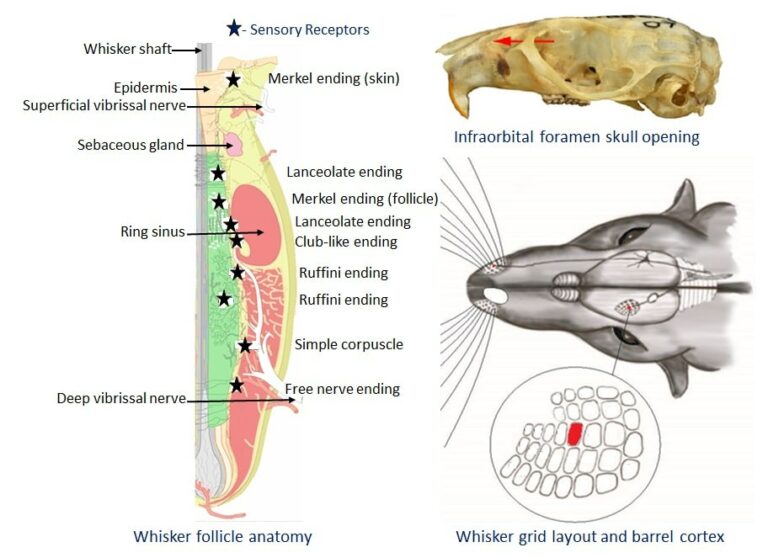 Why don’t we have whiskers? - The Physiological Society
