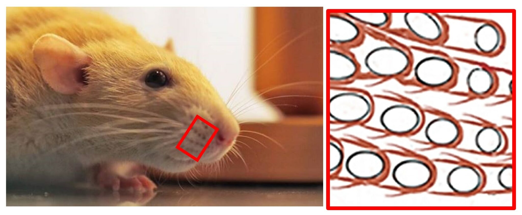 Why don’t we have whiskers? - The Physiological Society