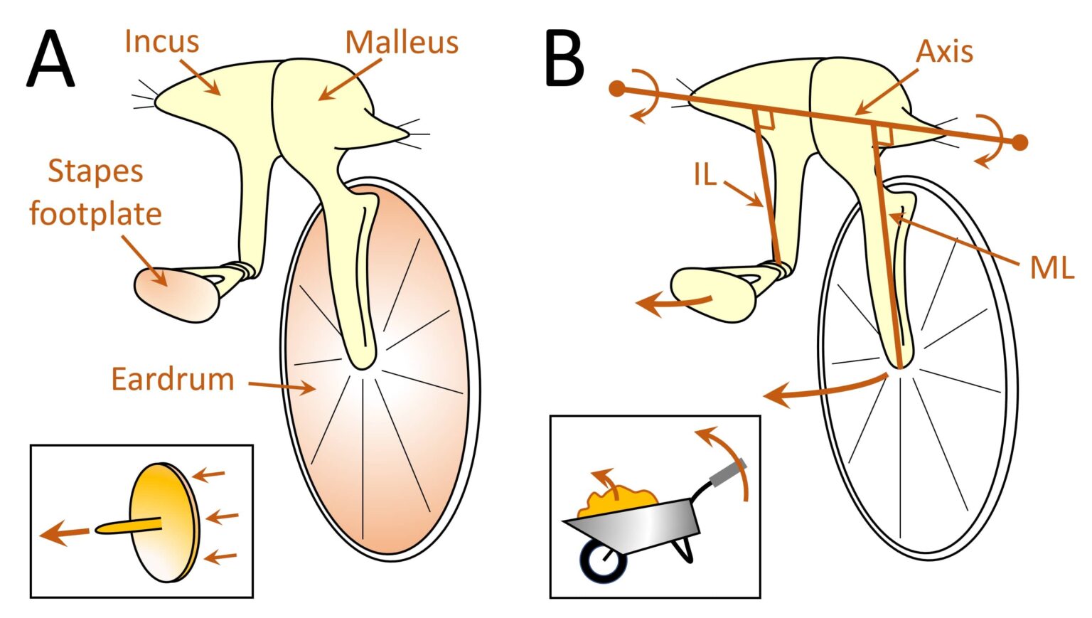Marvellous middle ears: - The Physiological Society