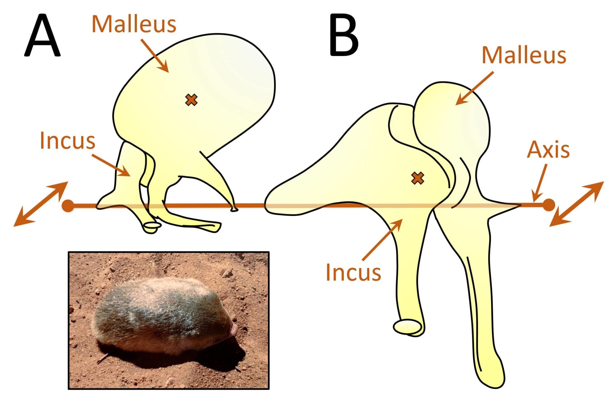 Marvellous middle ears: - The Physiological Society