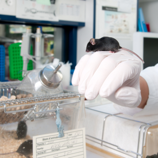 A novel genetic mouse model brings us closer to treating chronic ...