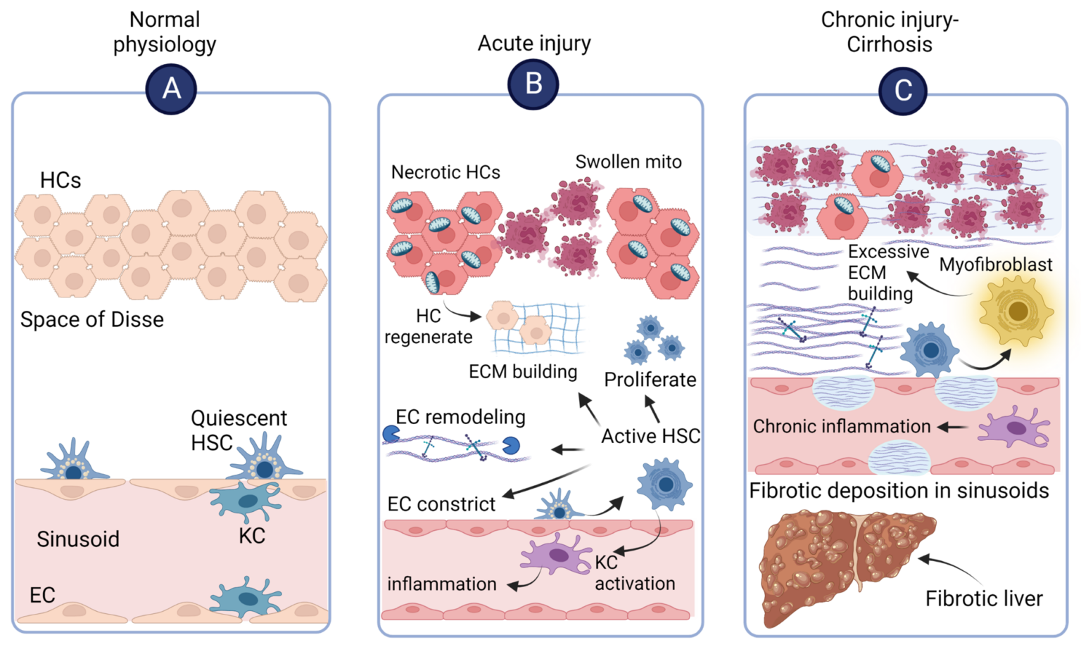 Astrocytes and hepatic stellate cells (HSCs): Stars of tissue ...