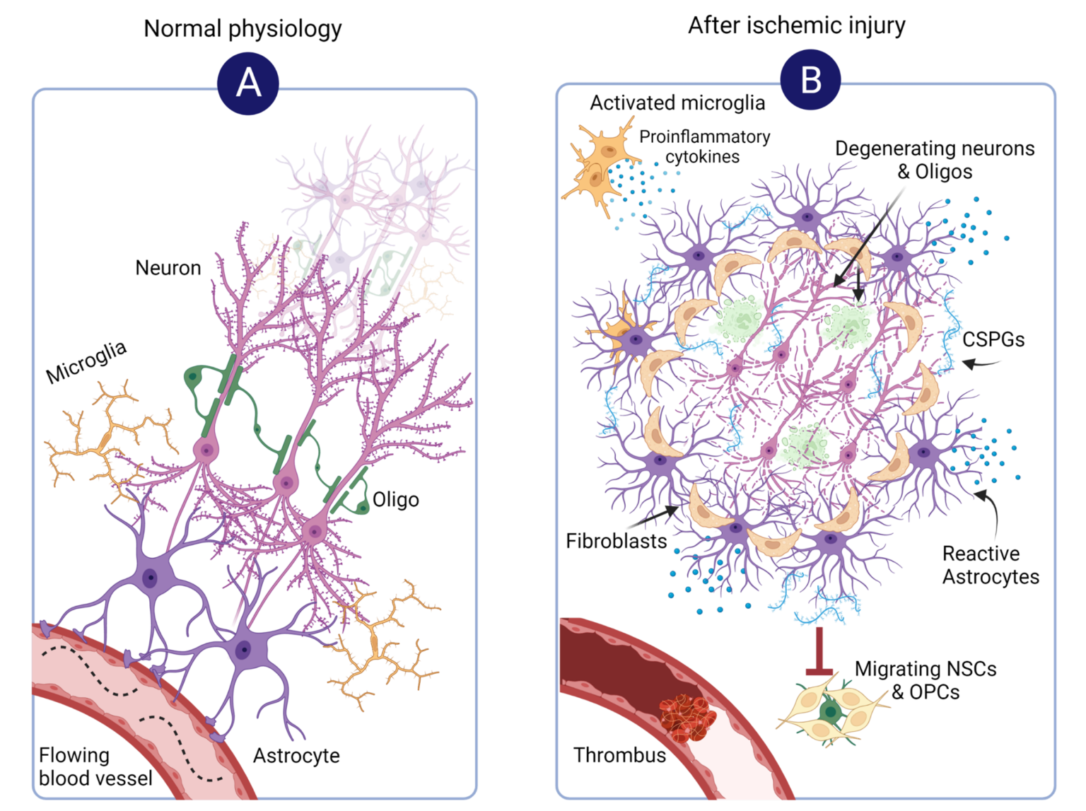 Astrocytes and hepatic stellate cells (HSCs): Stars of tissue ...