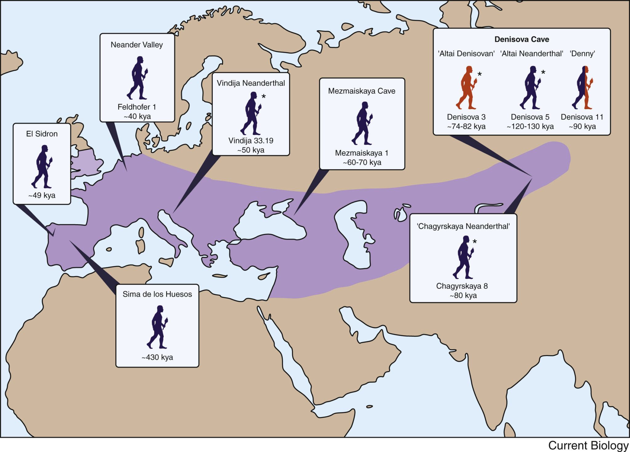What can Neanderthal DNA teach us about current humans? - The Physiological Society