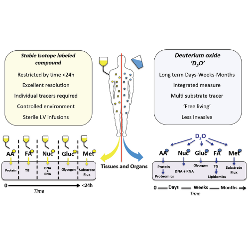 Stable Isotopes and their benefit to Physiological Research - The ...