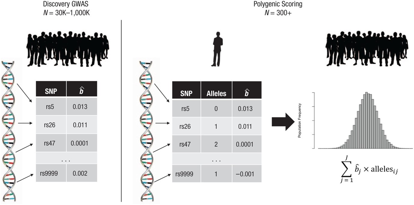 Polygenic scores and precision genetics - The Physiological Society