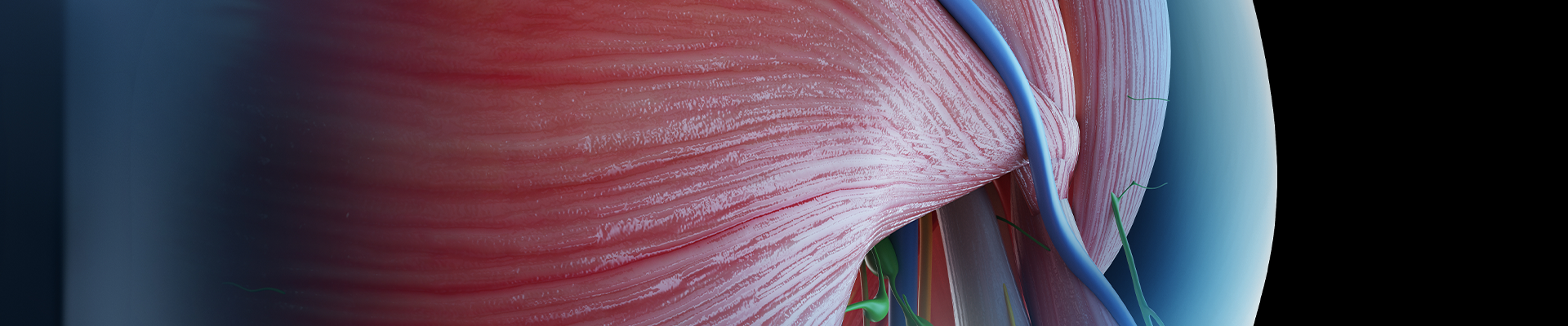 New Perspectives on the Physiological Basis of Muscle Loss - The ...