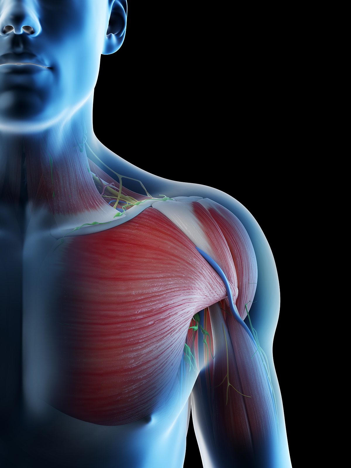 New Perspectives on the Physiological Basis of Muscle Loss - The ...