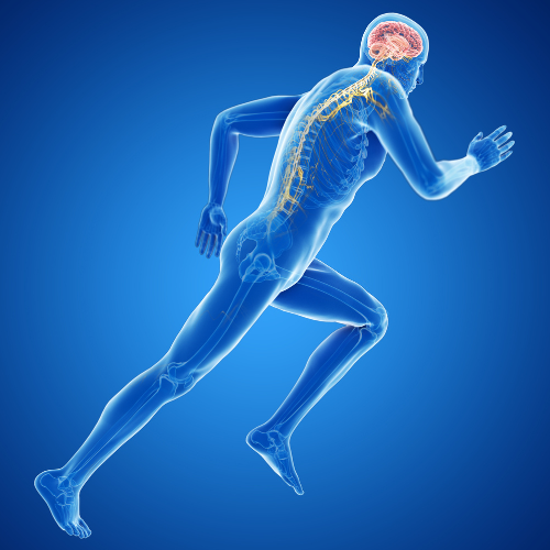 Meeting Report: Neurophysiological Bases of Human Movement - The ...